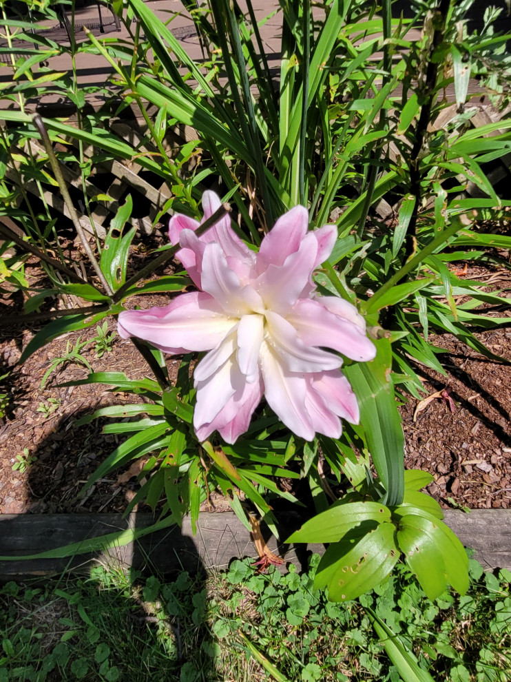 Lily Identification