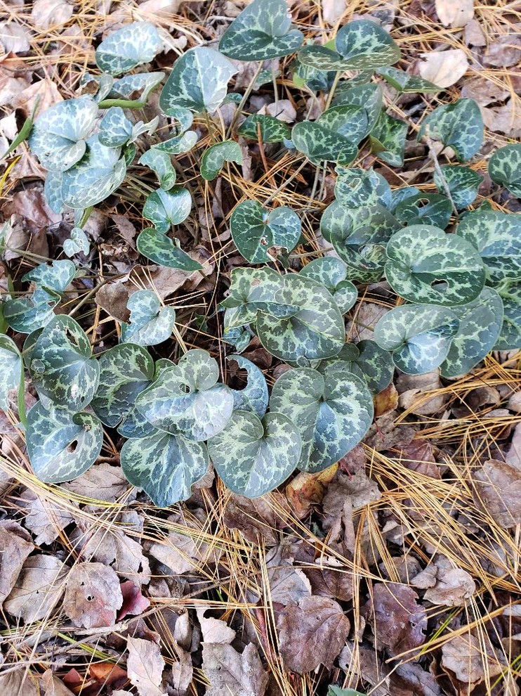 Some evergreen natives