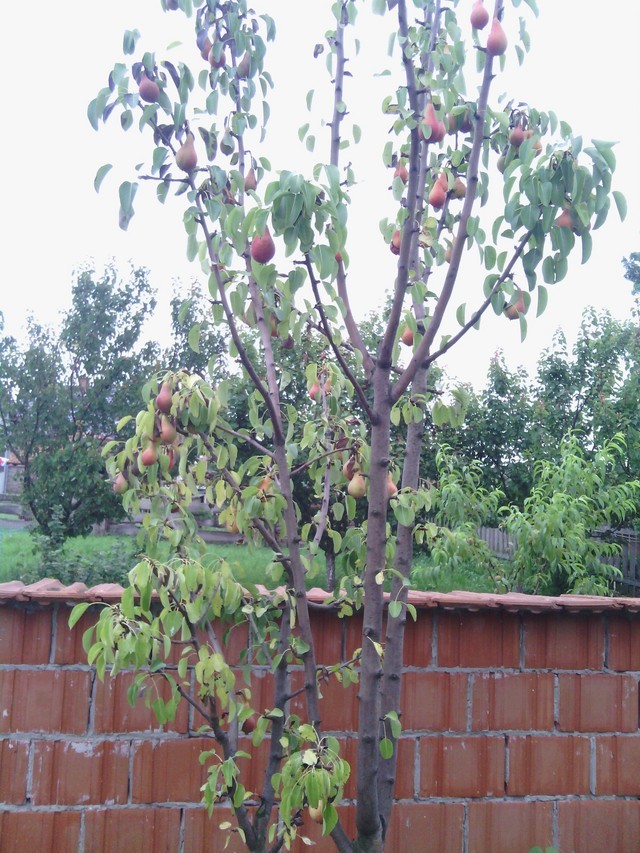 Pear tree dying?