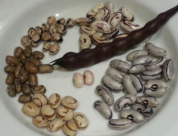 This year's striped beans