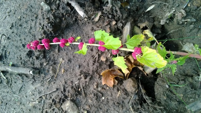 Pink velvety berry like flowers