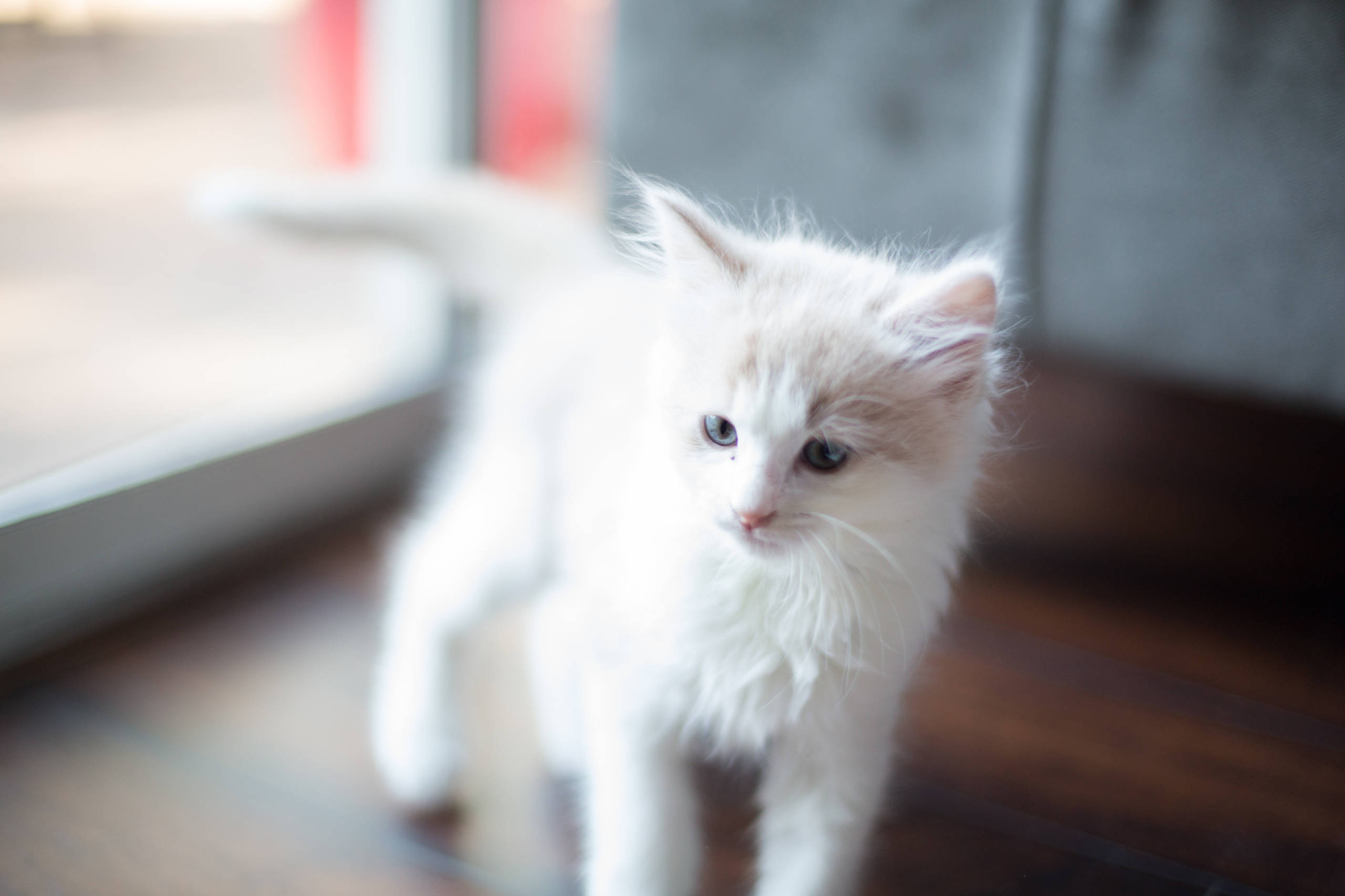 Pet’s Place: 2 Kittens Grow Into Their California Home