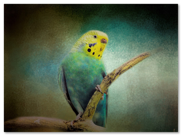 Jai Johnson 'Budgie 1' Canvas Art, 24"x18" - Tropical - Prints And ...