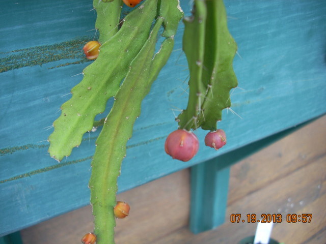ID Please Mini Dragon Fruit???