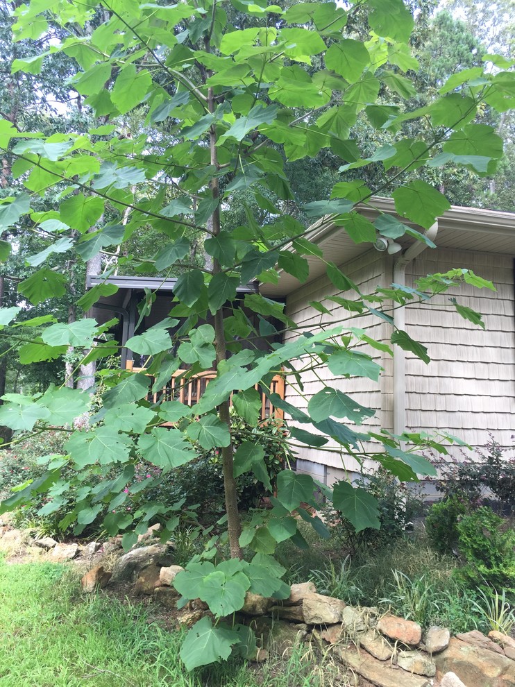 Confederate Rose or mammoth trickster?