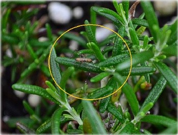 What is this bug / insect on my growing rosemary plant?