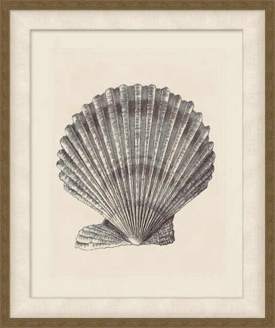 Shell Study 2, Giclee Reproduction Artwork, 20.5x24.5 - Beach Style ...