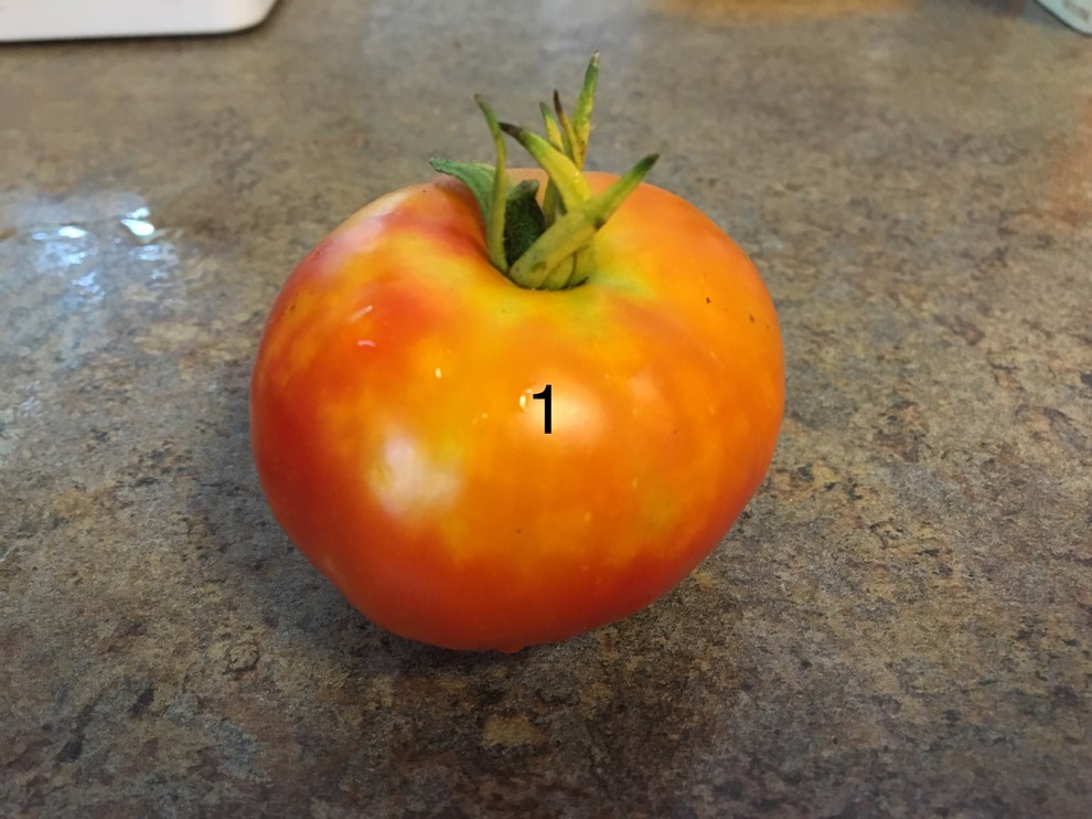 Tomato Ripening Issues