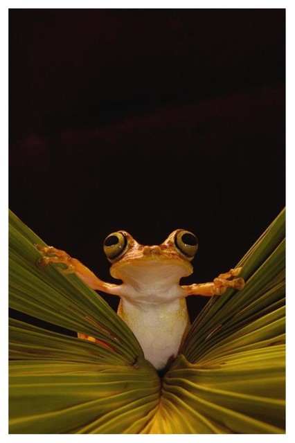 "Chachi Tree Frog, Choco Rainforest, Ecuador" Paper Art, 42"x62 ...