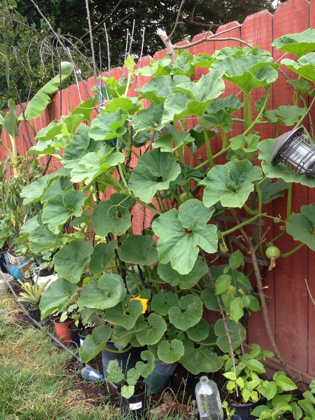 Pumpkin Plants Climbers