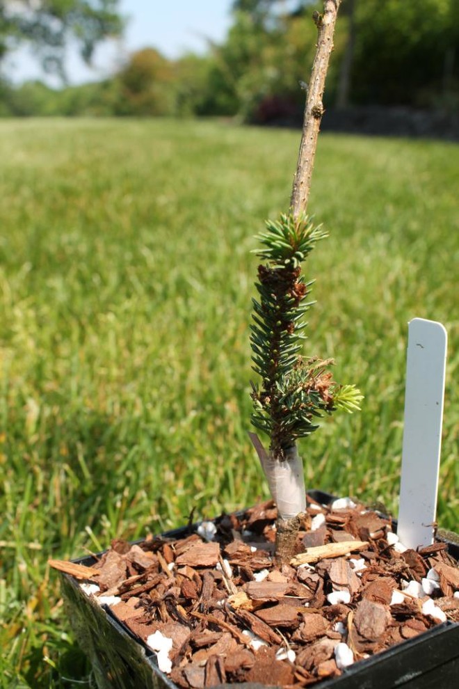 Conifer Grafts