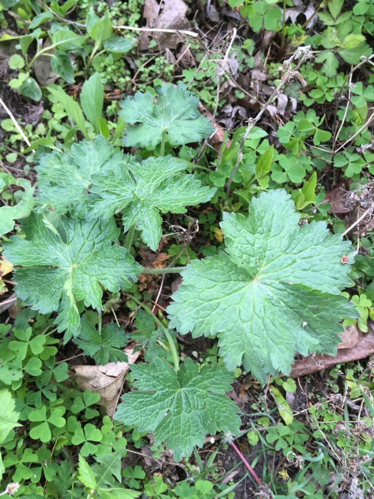 Help me ID the Michigan native geranium, please.