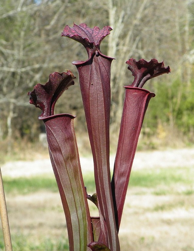 S.xMoorei