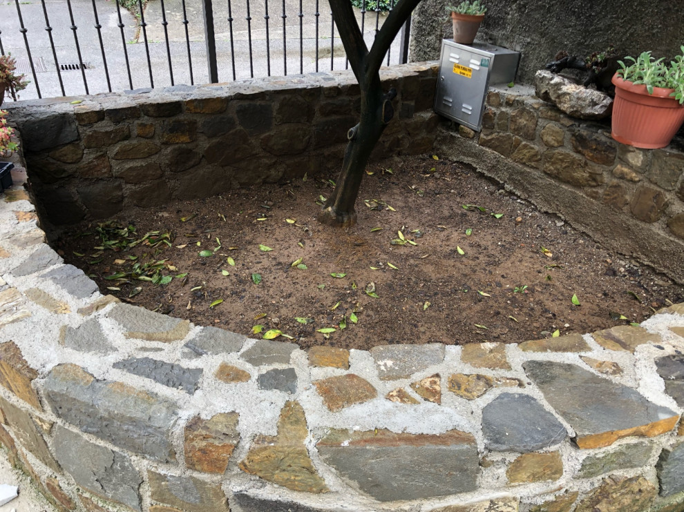 Raising soil level under large citrus tree