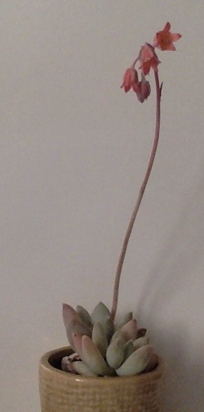 Succulent Identity?