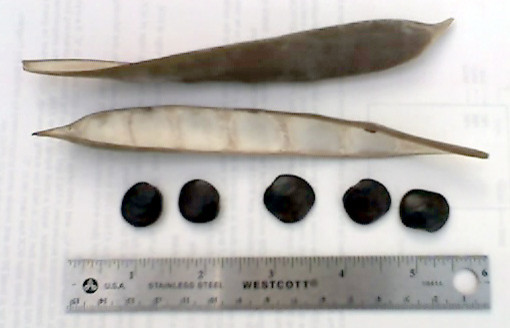 CA, exploding seed pods