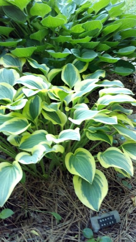 Hosta 'Grand Prize'