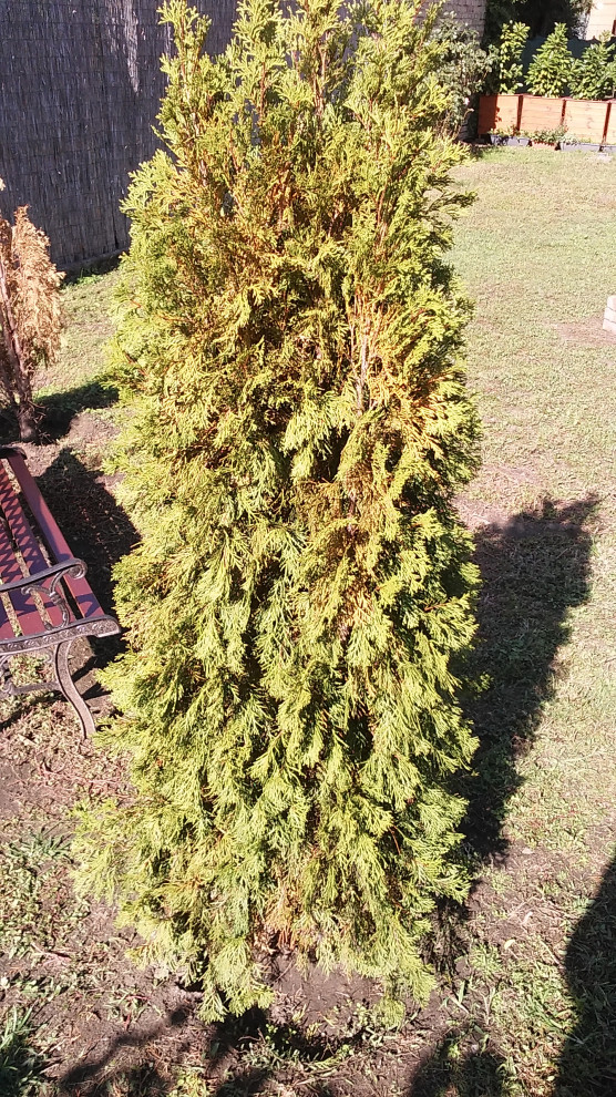 Thuja tree turning yellow in some places. What should I do?