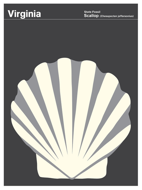 Virginia Scallop Print, 20"x30" - Contemporary - Prints And Posters ...