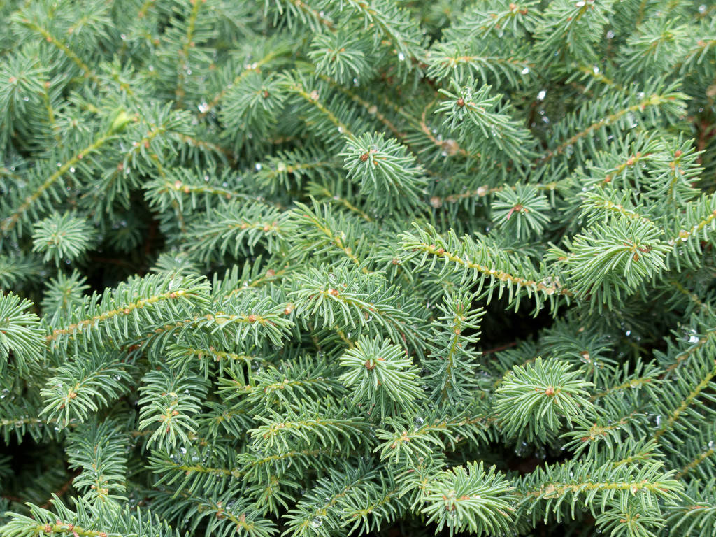 Designing With Conifers: Layers of Texture for Your Garden