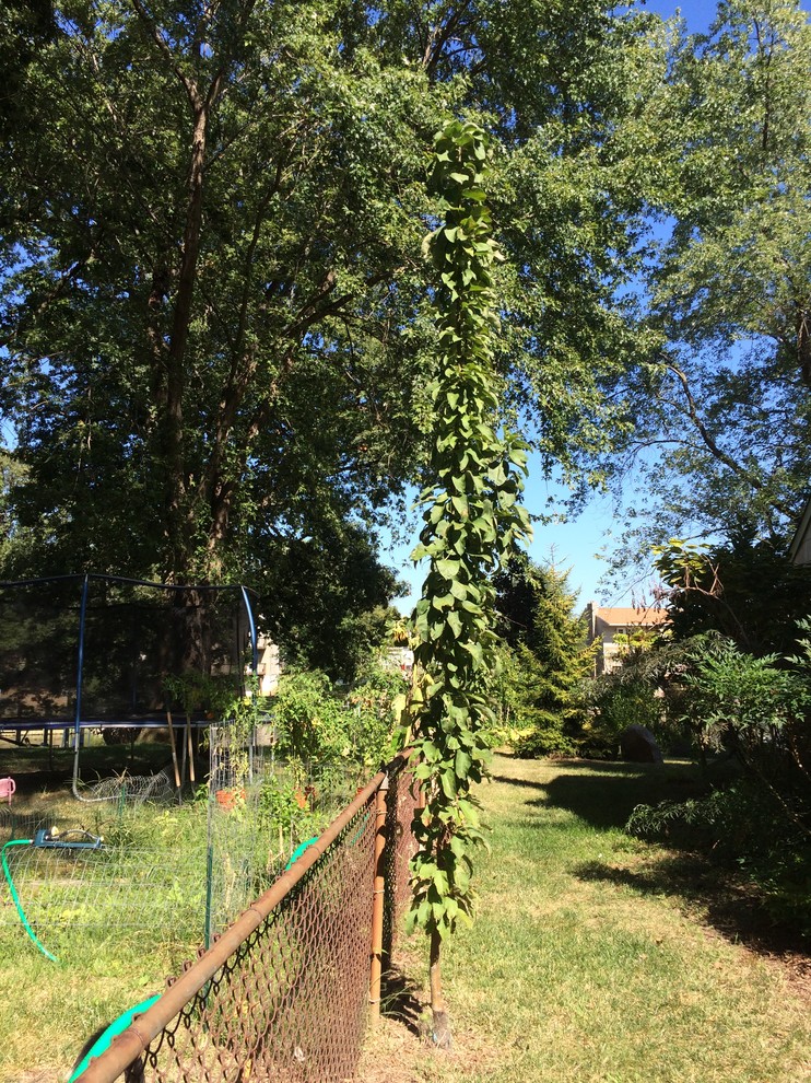 What Are The Tall Skinny Trees Called at Hillary Dodge blog