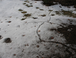 Tracks in the snow, are these moles/voles?