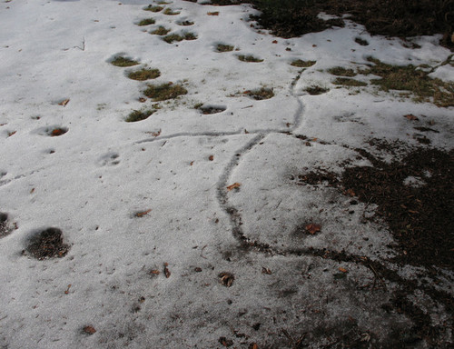 Tracks in the snow, are these moles/voles?