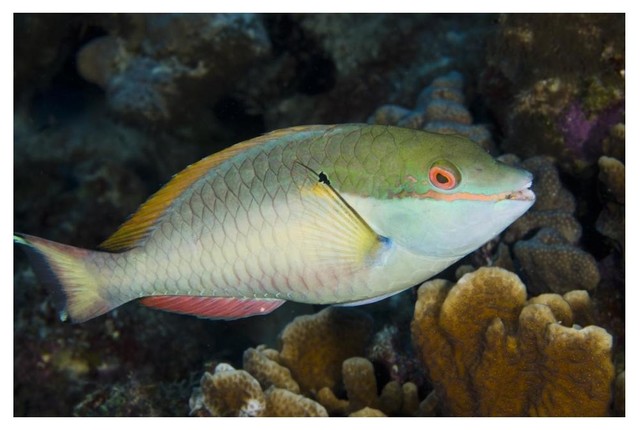 Red-Banded Parrotfish, Bonaire, Netherlands Antilles, Caribbean-Paper ...