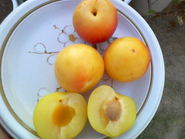 Sunrise velvet apriums