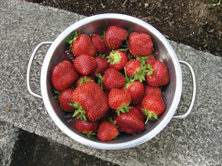 8 Delicious Strawberry Varieties to Grow at Home