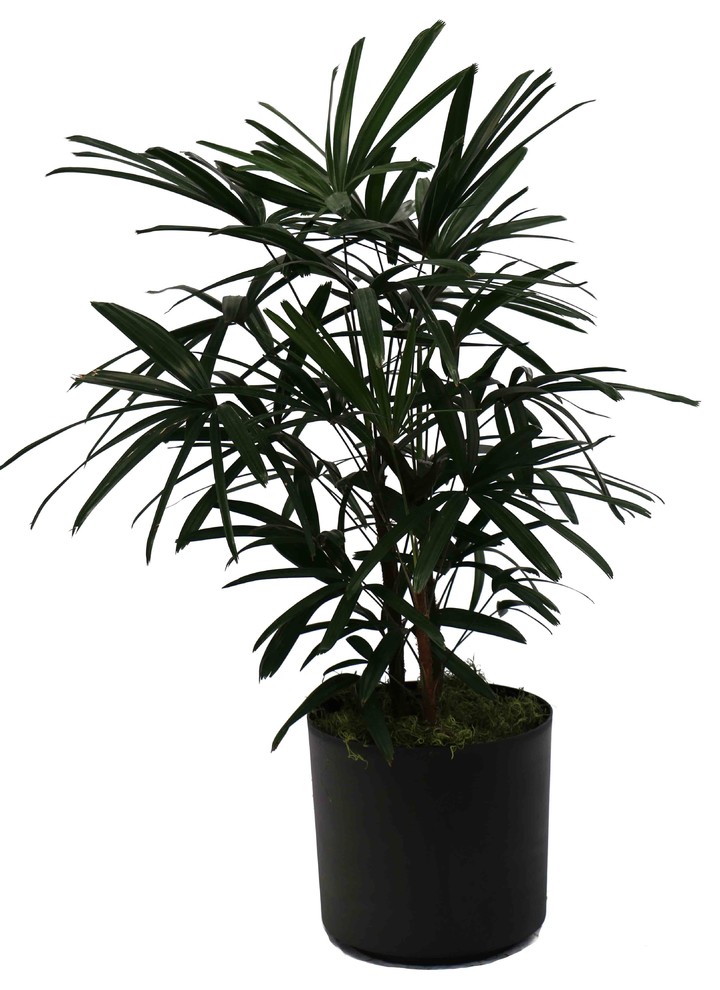 Live 4' Raphis Palm Package - Tropical - Plants - by Scape Supply | Houzz