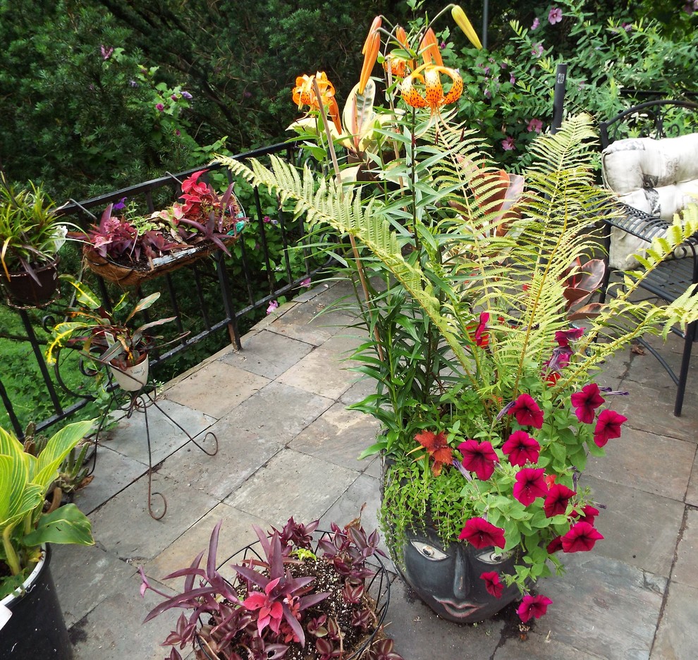 7 Fabulous Shade-Loving Ferns for Containers