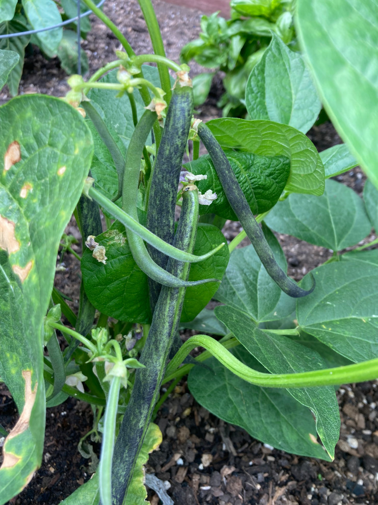 Discolored green beans
