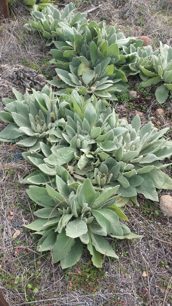 What is this Giant Weed?