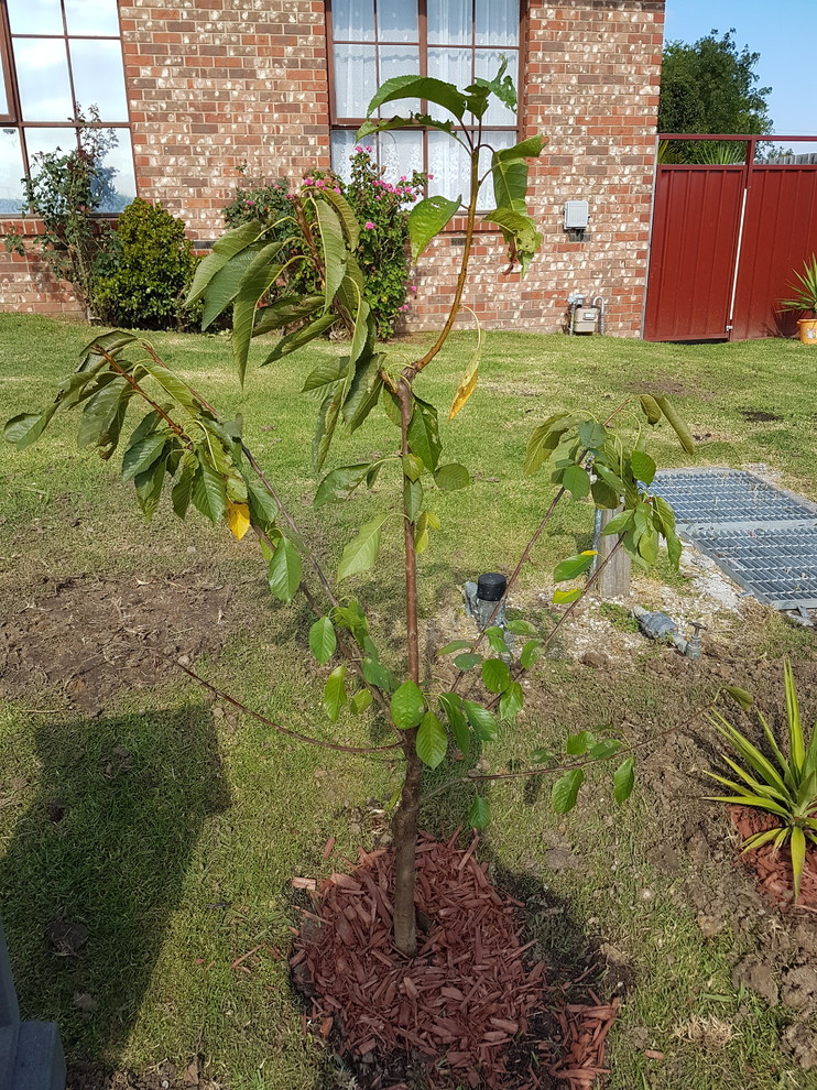 Whats going on with my cherry tree sapling?