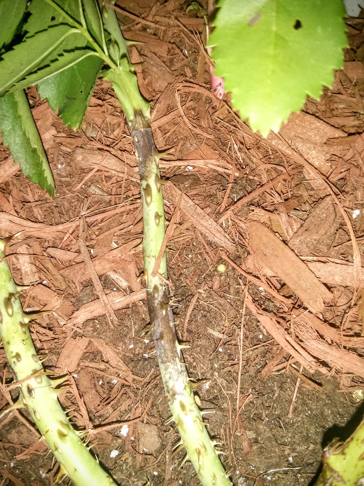 Rose stem canker