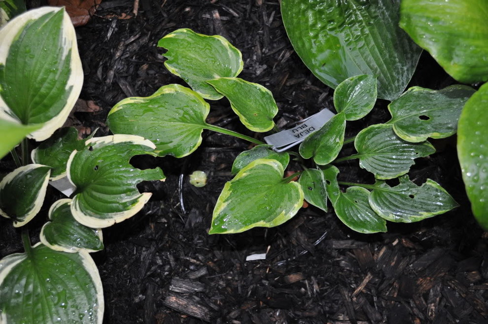 Please help identify the problem(s) with these hostas?