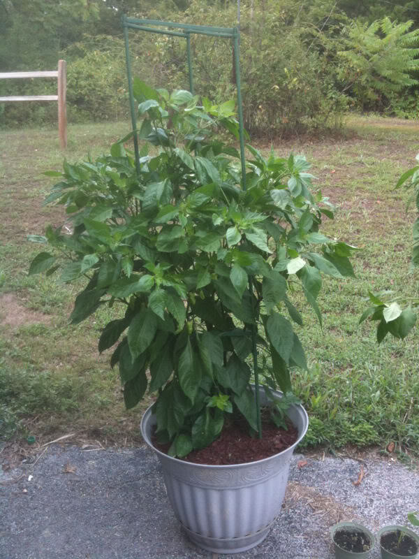 My Bonchi Project
