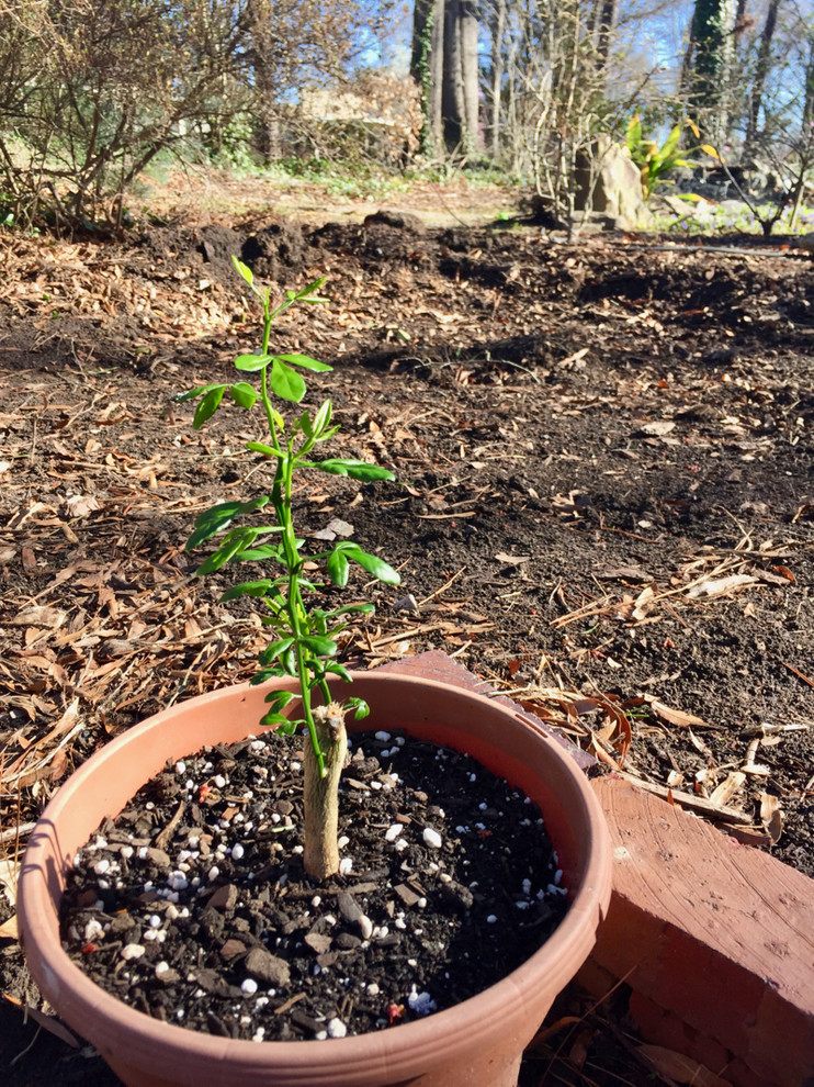 Generating trifoliate rootstock