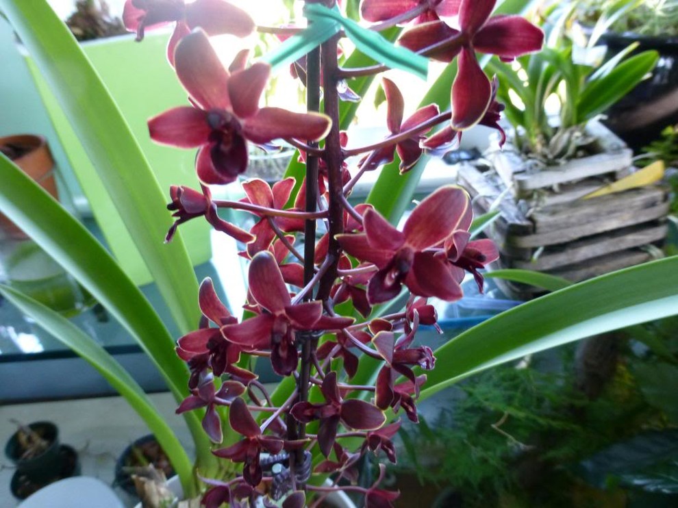Cymbidium black magic
