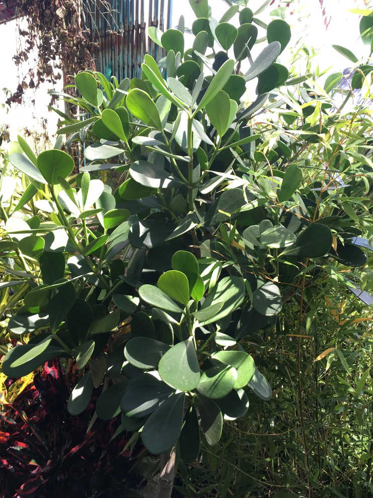 I was told it was a "sodi" tree and I can't find any info about it