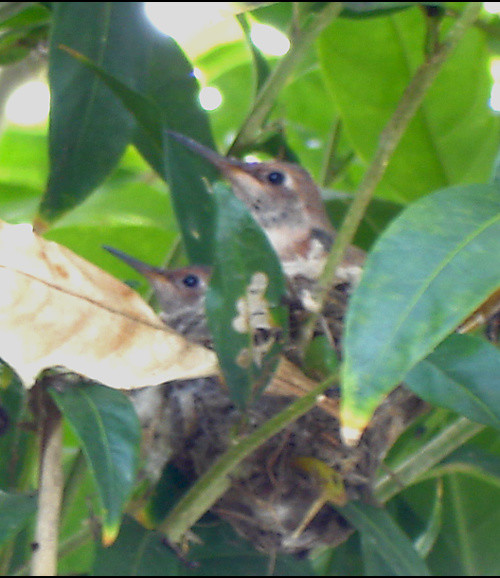 Hummer nest... how many??