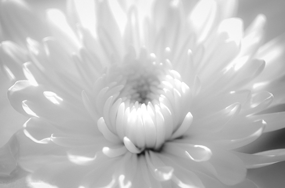 Infrared Flower 2 Nature Photography, Floral Unframed Wall Art Print ...