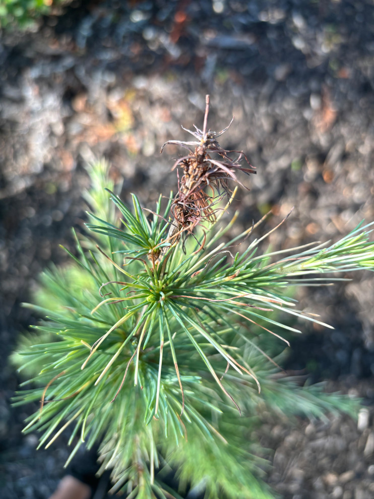 Needle tip blight? | Houzz Forum