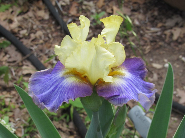 Sunny Glitter iris