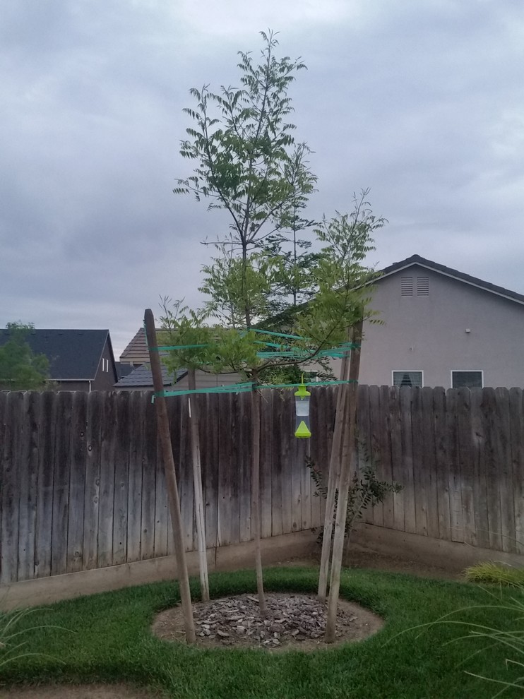 Keith Davey C.P. tree