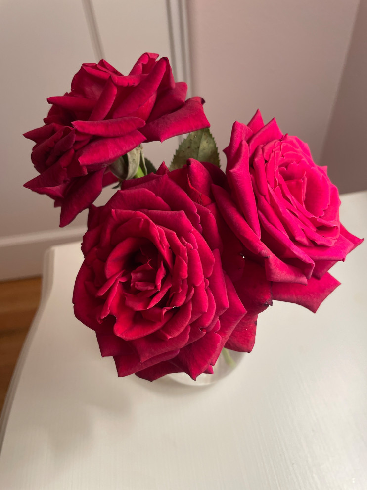 2025 Roses Recap Request | Houzz Forum