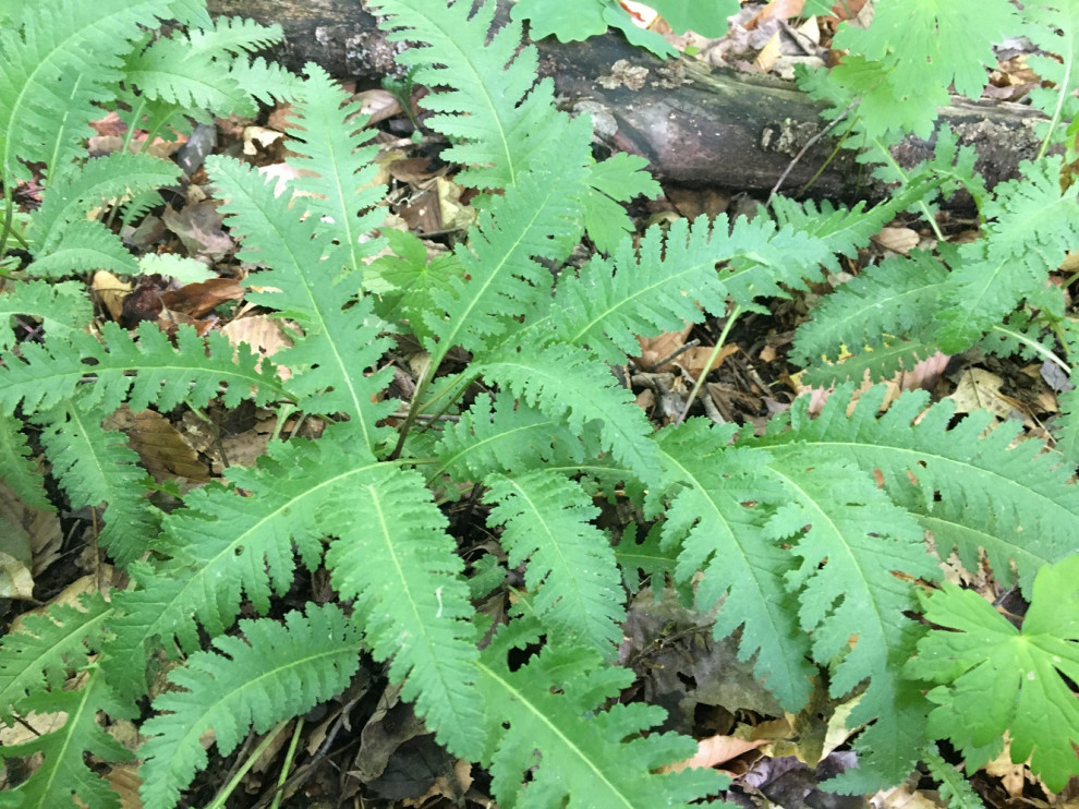 low growing woodland plant with deeply lobed leaves