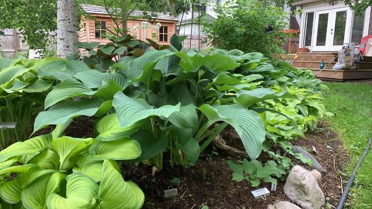 What is the earliest blooming Big Blue hosta?