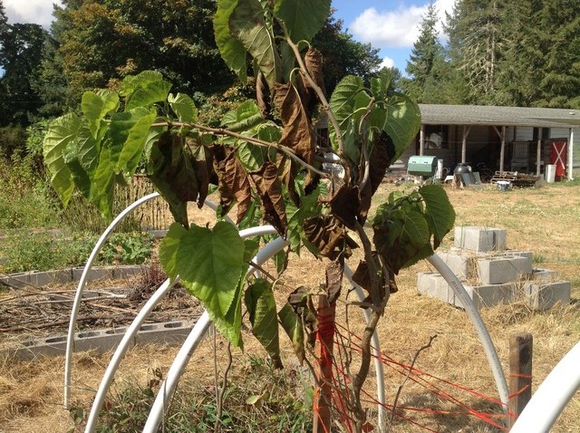 Young contorted mulberry is dying??